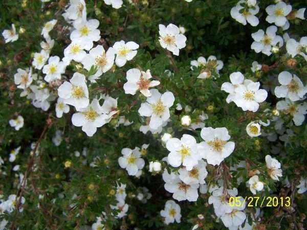 Potentillas, scrubby plants loaded with beautiful small flowers