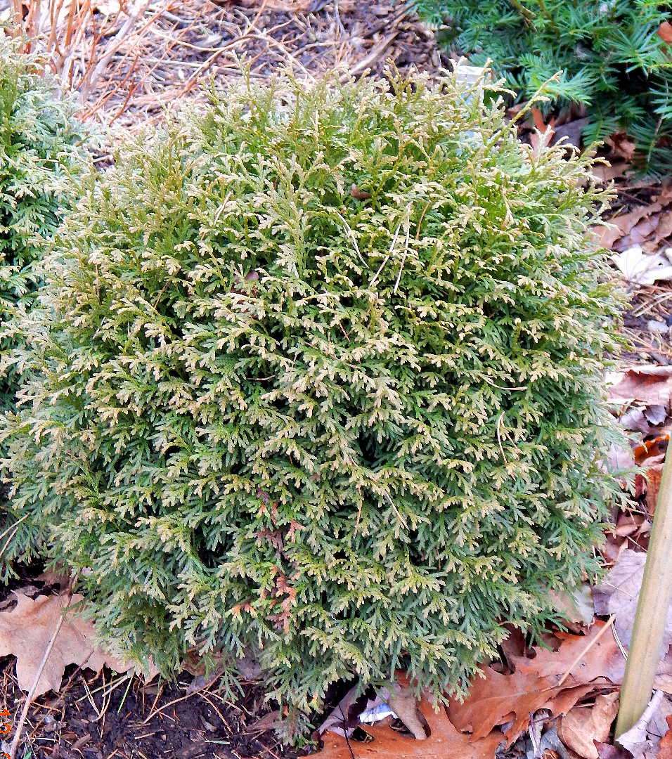 Evergreens - Roger's Backyard Nursery