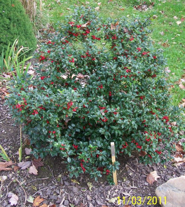 Hollies - Roger's Backyard Nursery