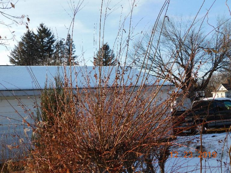 Propagating Dappled Willow Tree Form - Roger's Backyard Nursery