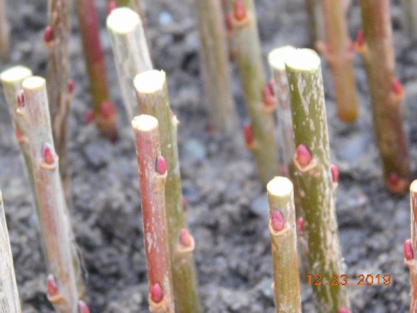 Propagating Dappled Willow Tree Form - Roger's Backyard Nursery