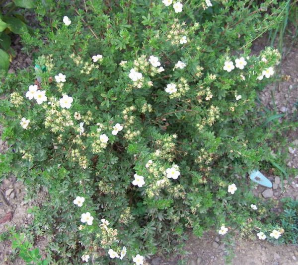 Potentillas, scrubby plants loaded with beautiful small flowers