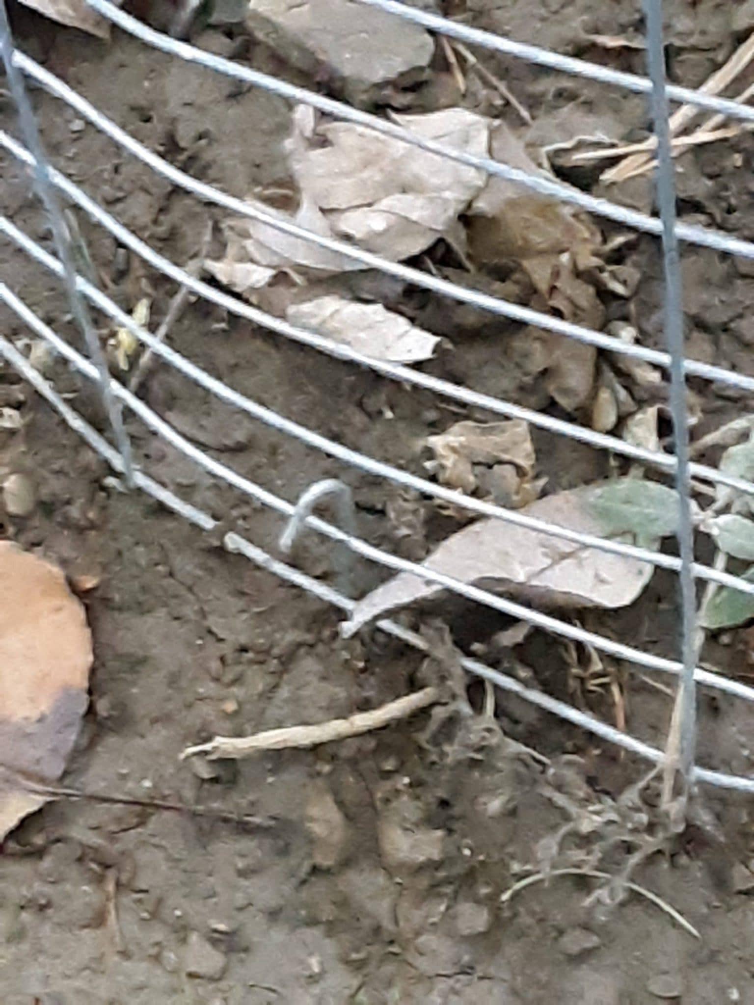 Rabbit Proof Your Plants » Roger's Backyard Nursery