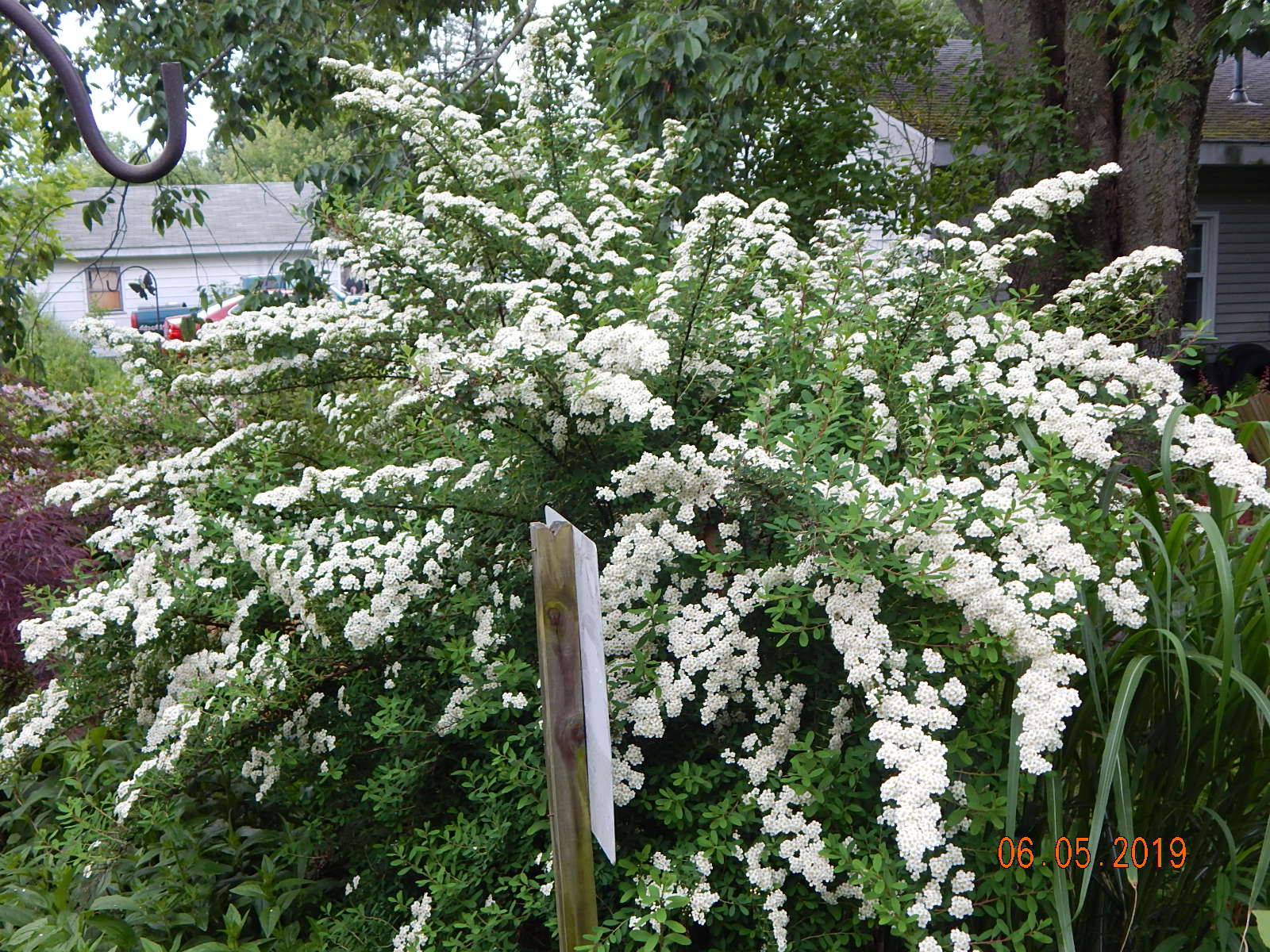 Spireas » Roger's Backyard Nursery