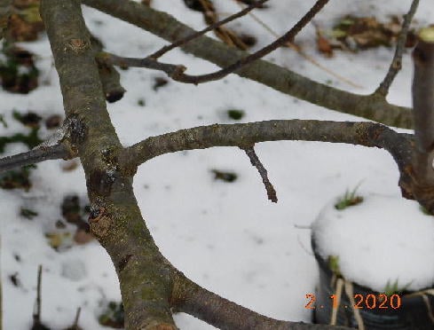 How to Prune Apple Trees » Roger's Backyard Nursery