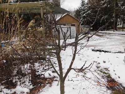 How to Prune Apple Trees » Roger's Backyard Nursery