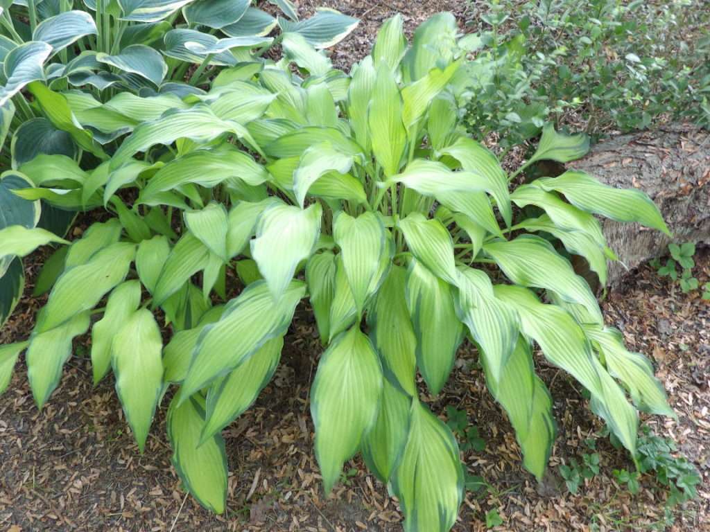 Pineapple Upsidedown Cake Hosta » Roger's Backyard Nursery